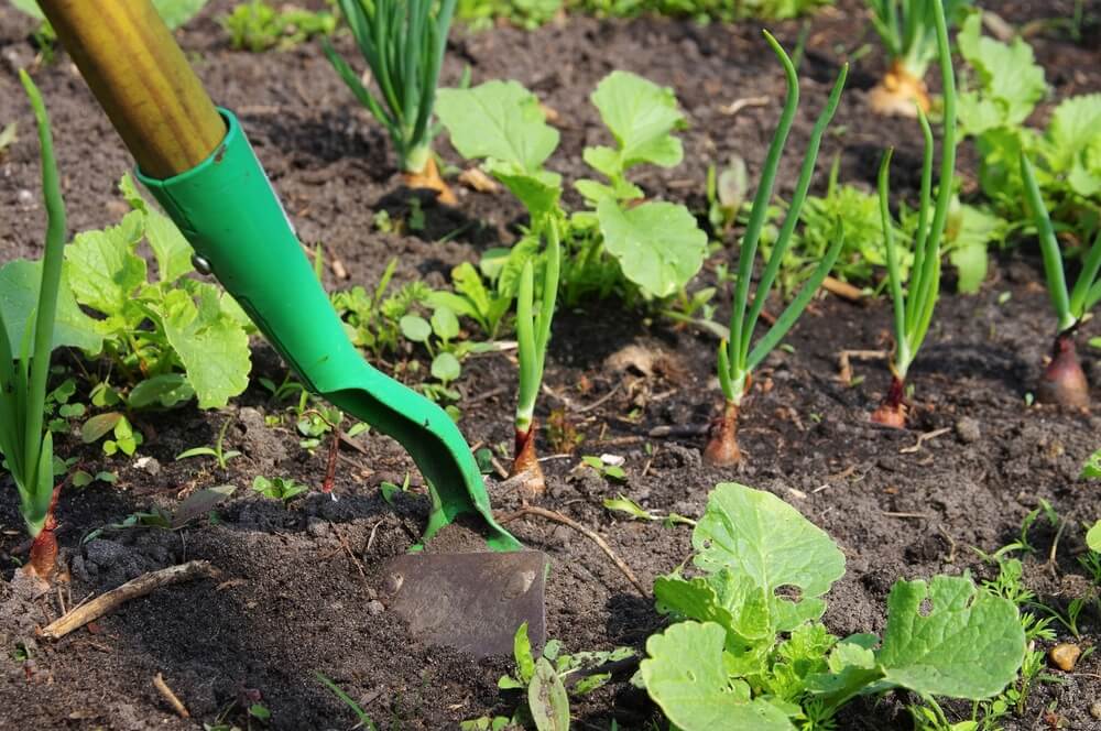Spring Vegetable Garden Tips | Landscape and Planting Advice